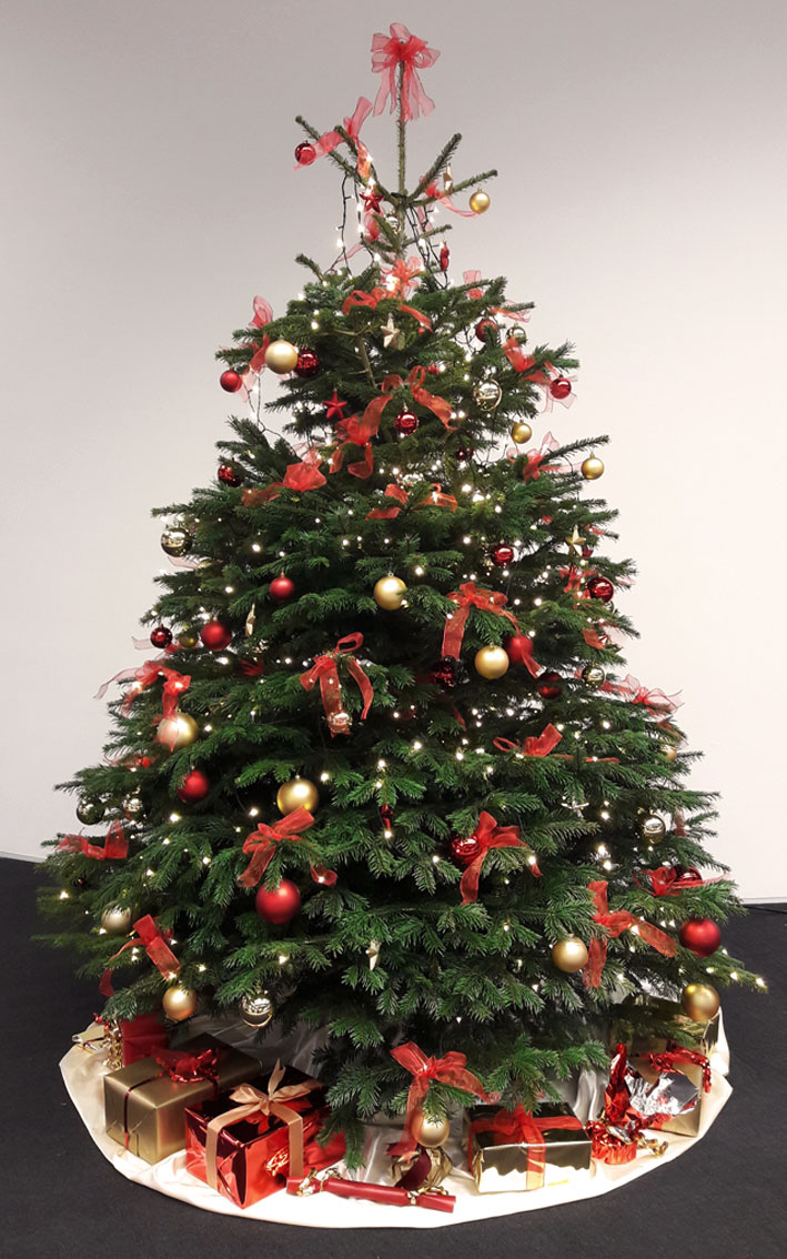 Tannenfee - Weihnachtsbäume mieten in München